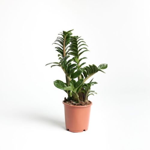 Zamioculcas zam. 12/45