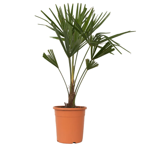 Chamaerops excelsa (trachycarpus fortunei) - 130cm