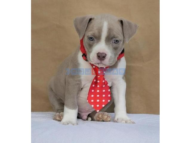 American bully pocket