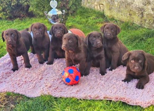 Dostupni štenci LABRADORA starosti 9 nedelja