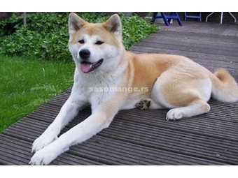 Akita inu i Shiba Inu