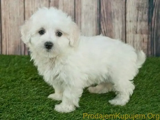 Maltipoo i Toy pudle