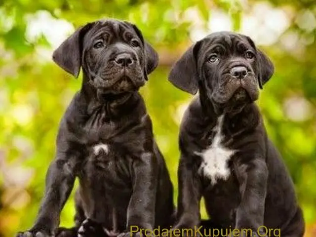 Rotvajler i Cane Corso