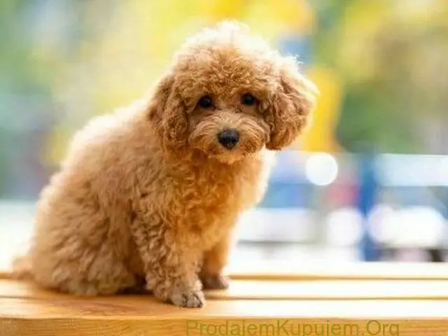 Maltipoo i Toy pudle