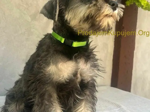 Patuljasti Šnaucer Minitaure Schnauzer