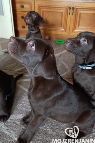 Labrador retriver braon štenci