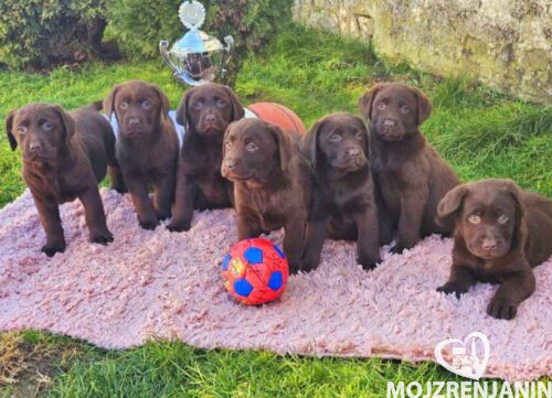 Dostupni štenci LABRADORA starosti 9 nedelja.