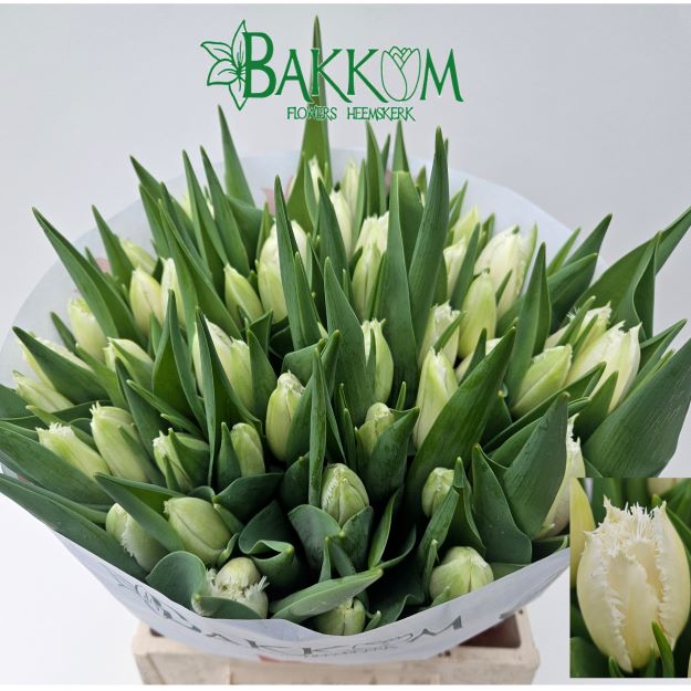 TULIPA CRICKO