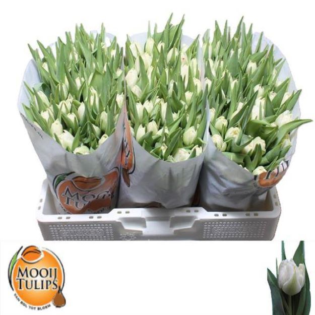 TULIPA NORTHCAP