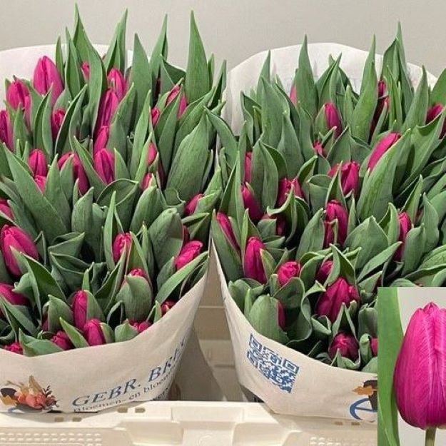 TULIPA PURPLE PRINCE