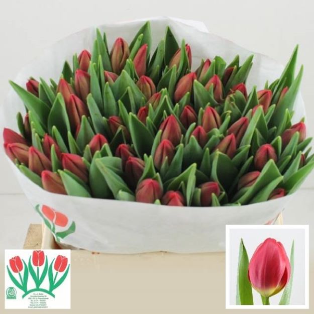 TULIPA RED STONE