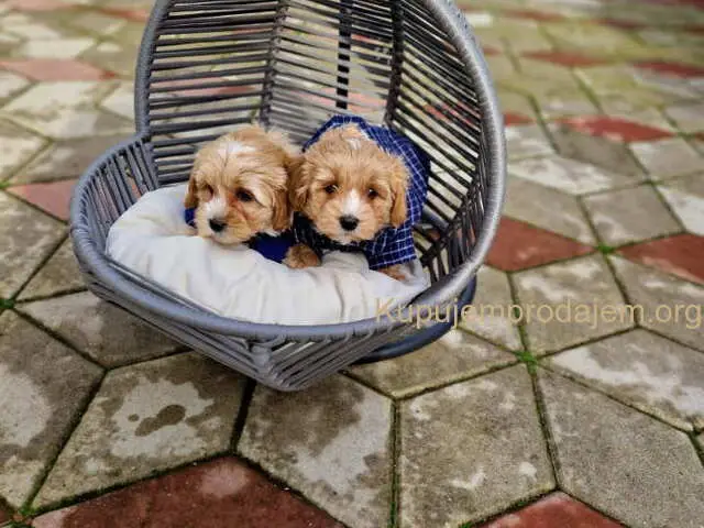 Maltipoo stenci spremni za preuzimanje