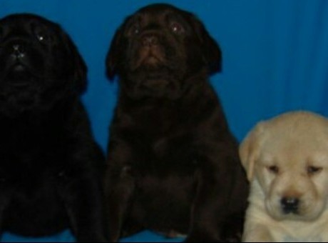 Labrador retriver stenci