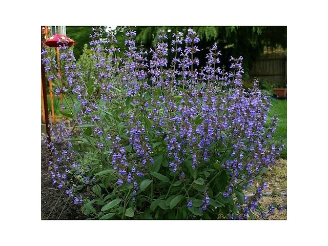 Žalfija - Salvia officinalis