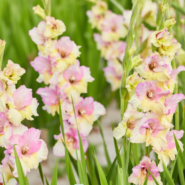 Gladiola Mon Amour