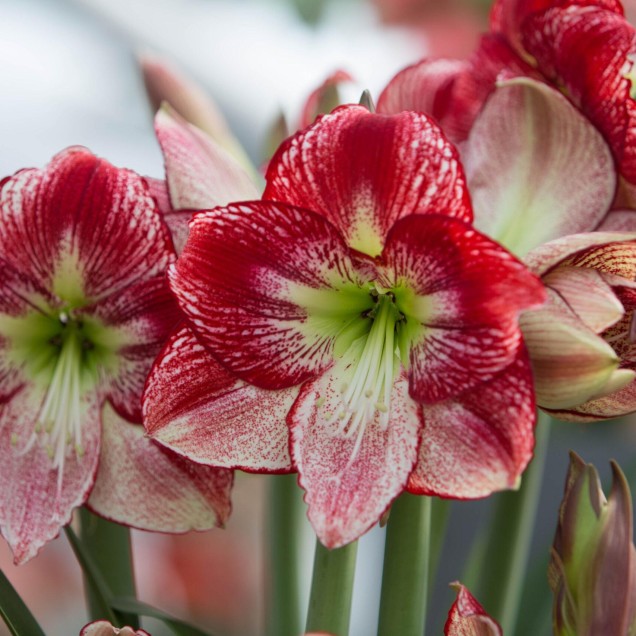 Amarilis Flamenco Queen