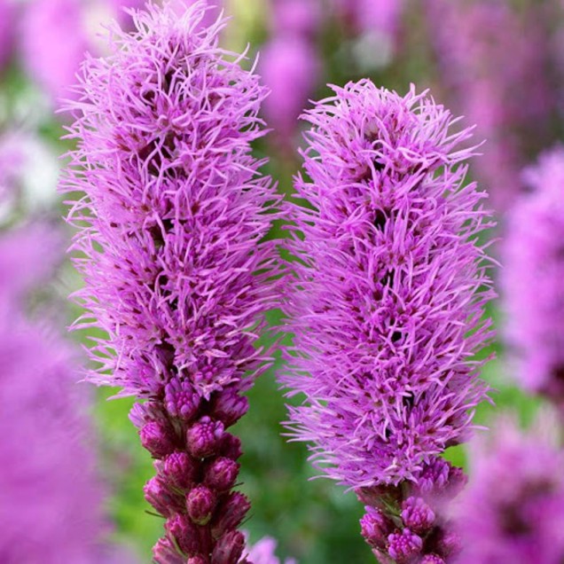 Liatris plavi