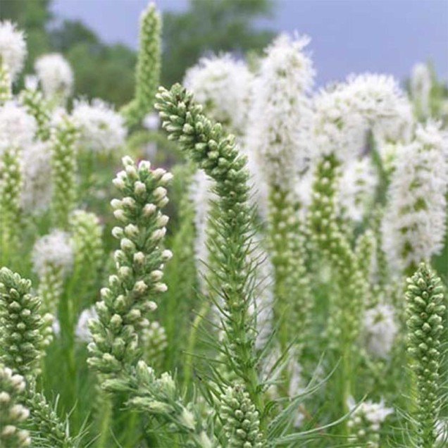 Liatris beli