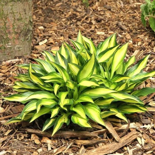 Hosta Lakeside Little Tuft