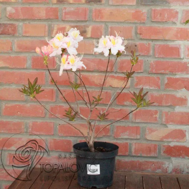 Rhododendron (Azalea) Silver slipper