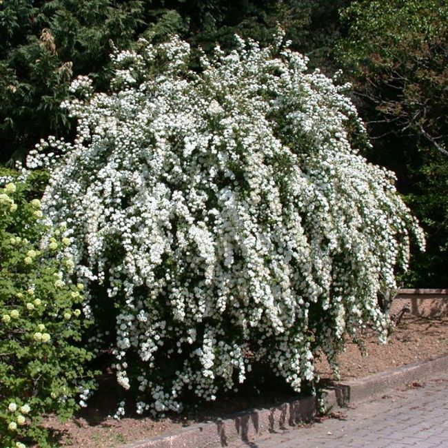 Spiraea vanhoutteii