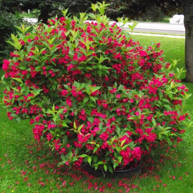 Weigela florida Red Prince