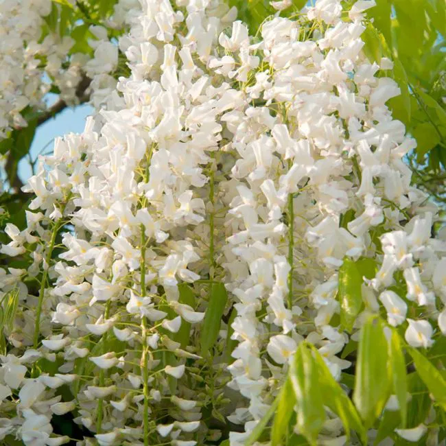 Wisteria floribunda Shiro Kapitan Fuji