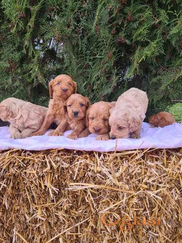 Labradoodle prelepi štenci