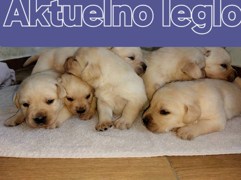 Belo-žuti štenci Labrador retrivera REZERVACIJE