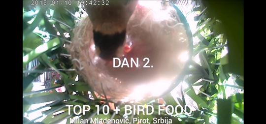 Top 10 plus bird food hrana za ptice