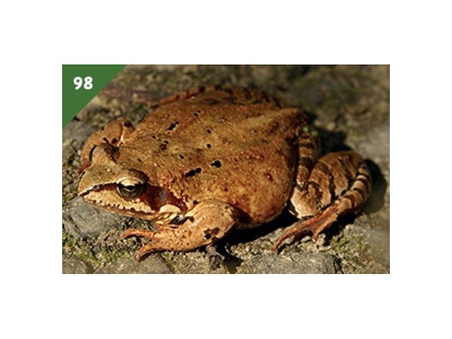 Životinjsko carstvo 98 (2016)