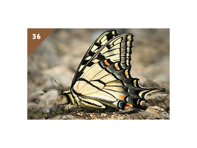 Životinjsko carstvo 36 (2016)
