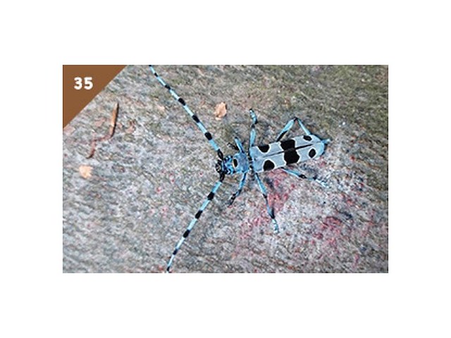 Životinjsko carstvo 35 (2016)