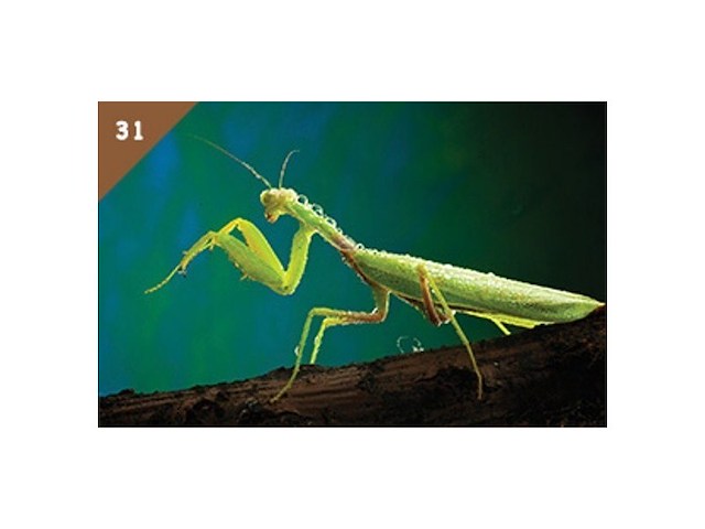 Životinjsko carstvo 31 (2016)