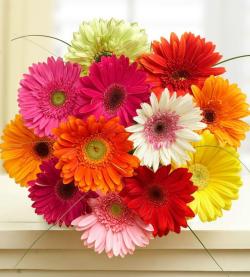 Gerbera Jamesonii Mix (20 semenki)