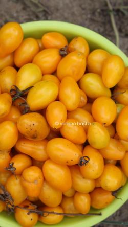 Paradajz Yellow Pear cherry, žute kruškice, prodaja semena