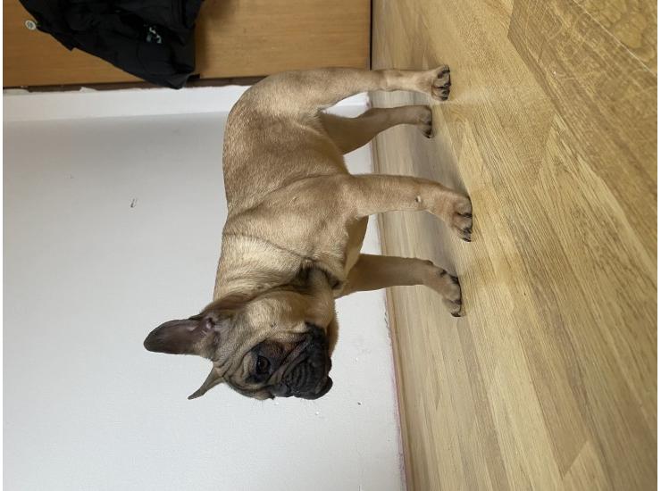 Francuski buldog