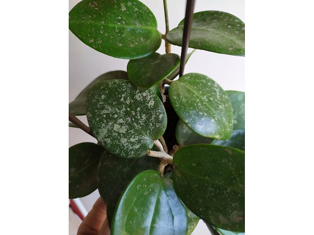 Hoya Parasitica Heart leaf `splash`