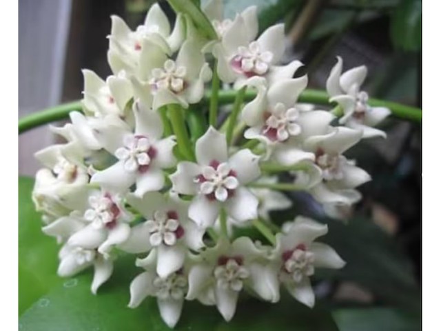 Hoya Australis