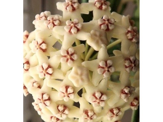 Hoya Globulosa