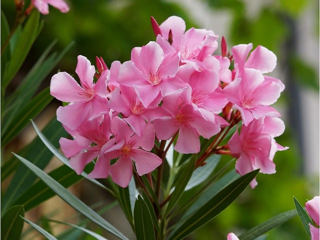 Oleander Roze 10 semena