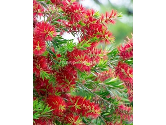 Kalistemon (Callistemon)