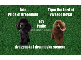 Stenci toy pudle oba pola