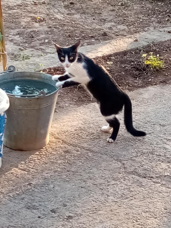 Macka se penje na kanticu za vodu