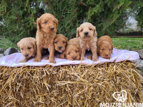 Labradoodle prelepi štenci