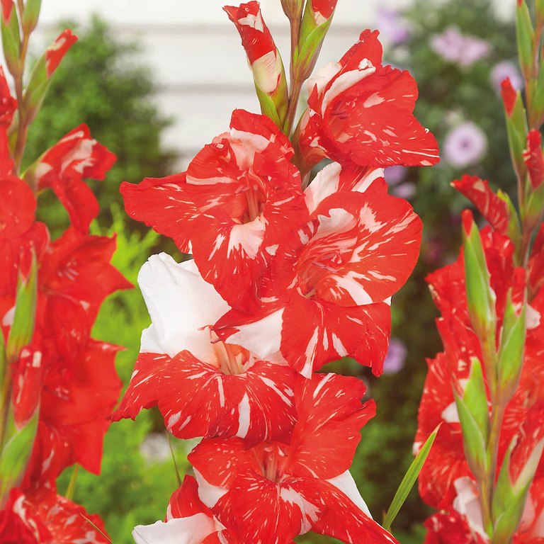 Gladiola Koi