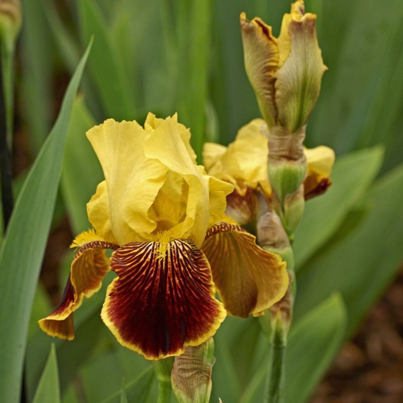 Iris Uspon