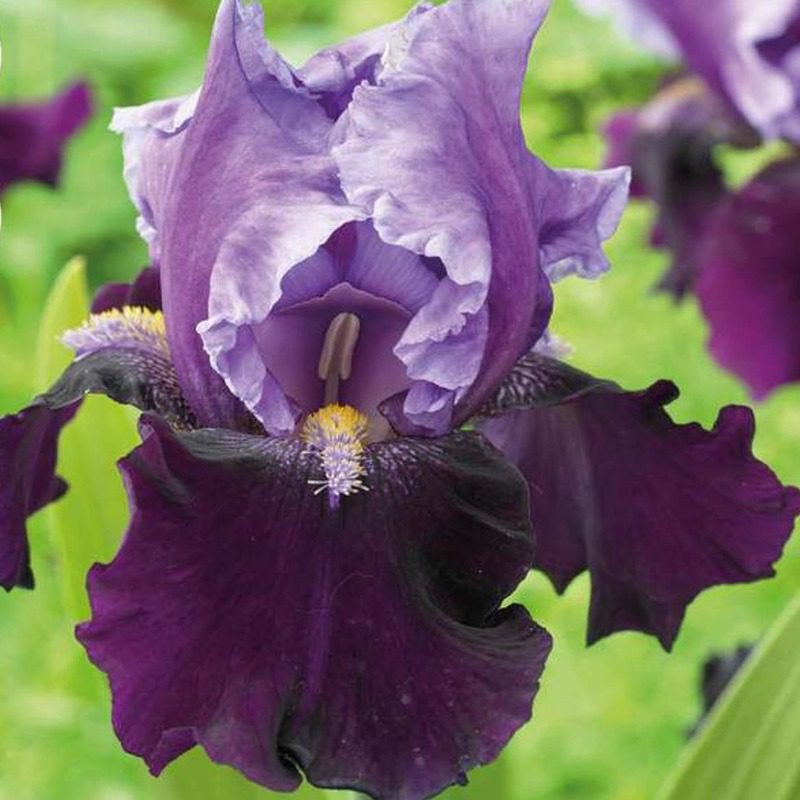 Iris Ptica