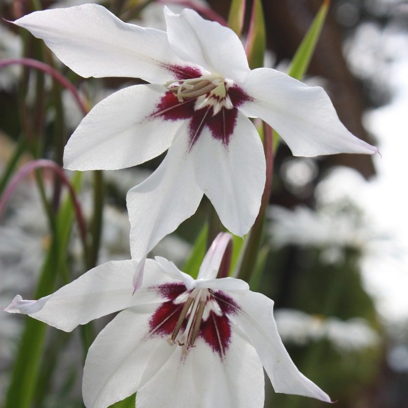 Etiopska gladiola