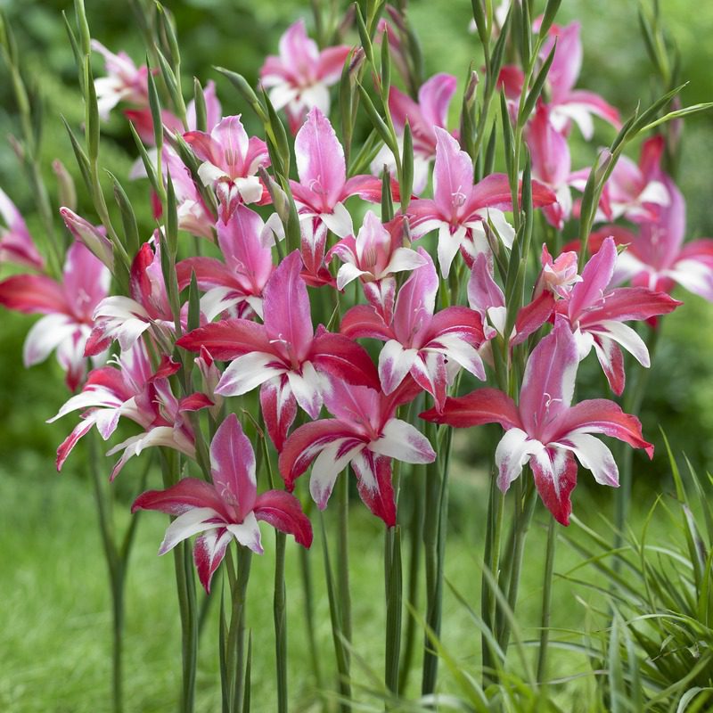 Gladiola Galaksija